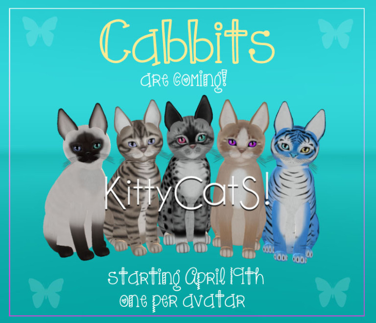 CaBBitS! are coming!! – KittyCatS! News