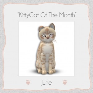 KittyCatS! News