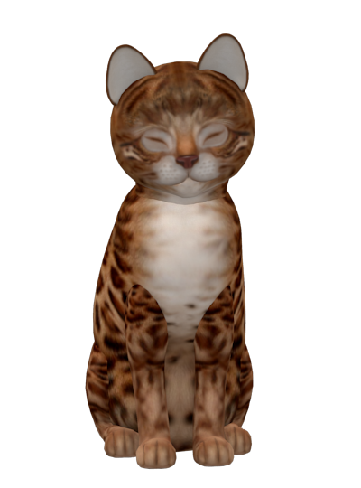 KittyCatS! Breeds